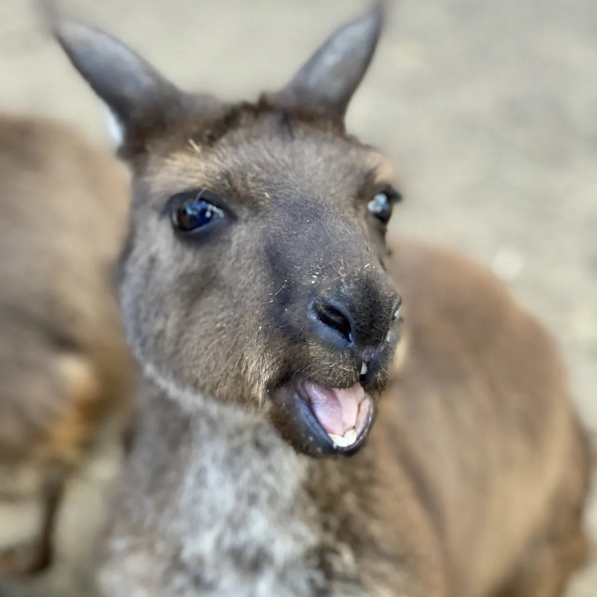 Kangaroos | WILD LIFE Sydney Zoo