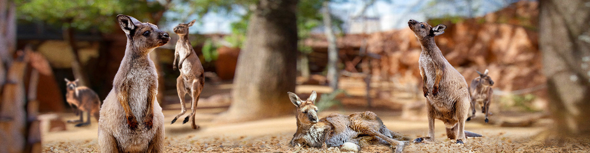 Meet the cutest Aussie six-pack | WILD LIFE Sydney Zoo