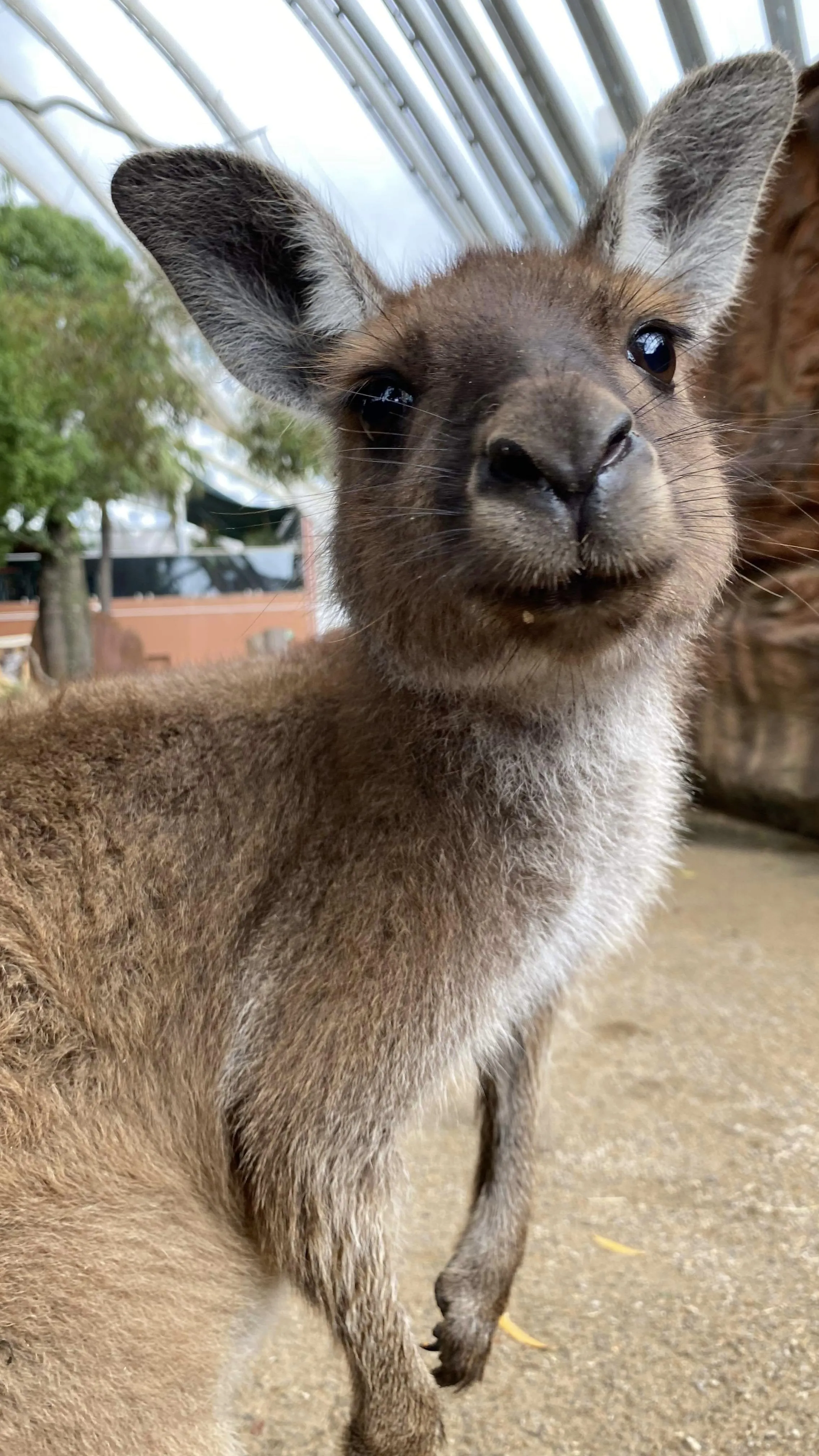 Kangaroos: Fun Facts & More - WILD LIFE Sydney Zoo