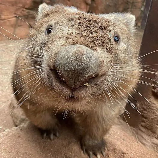 Wombat Smile