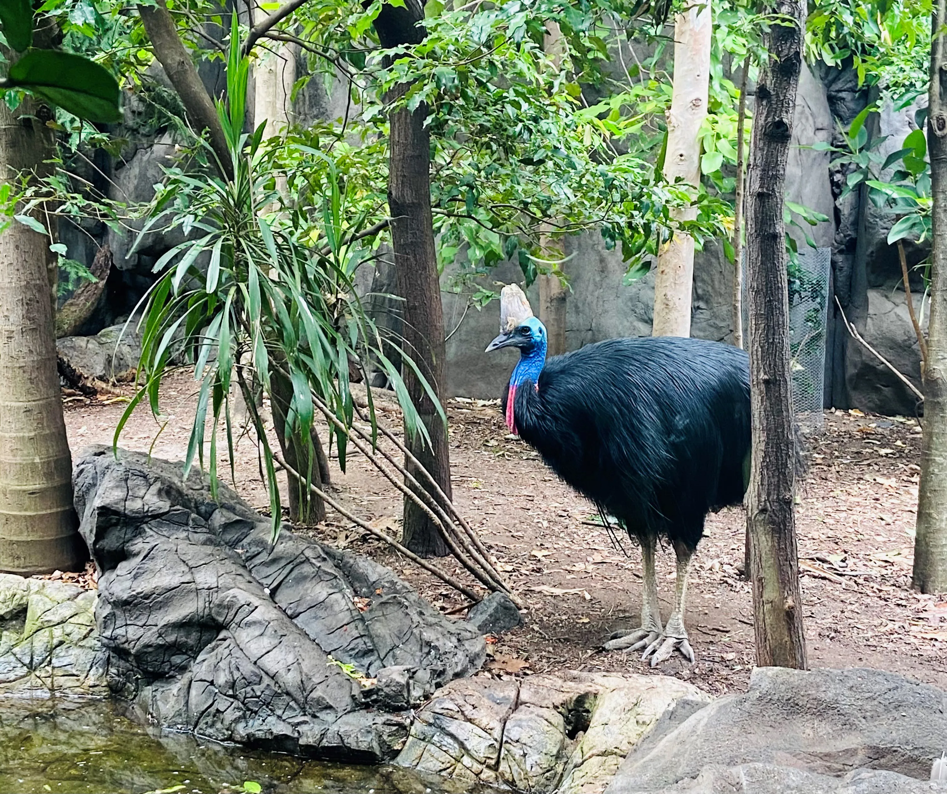 Southern Cassowary | WILD LIFE Sydney Zoo