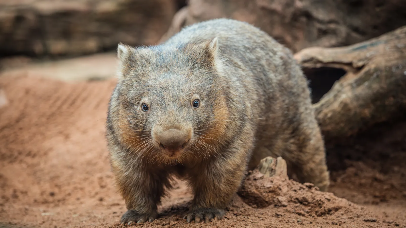 Watch Our Virtual Keeper Talks | WILD LIFE Sydney Zoo