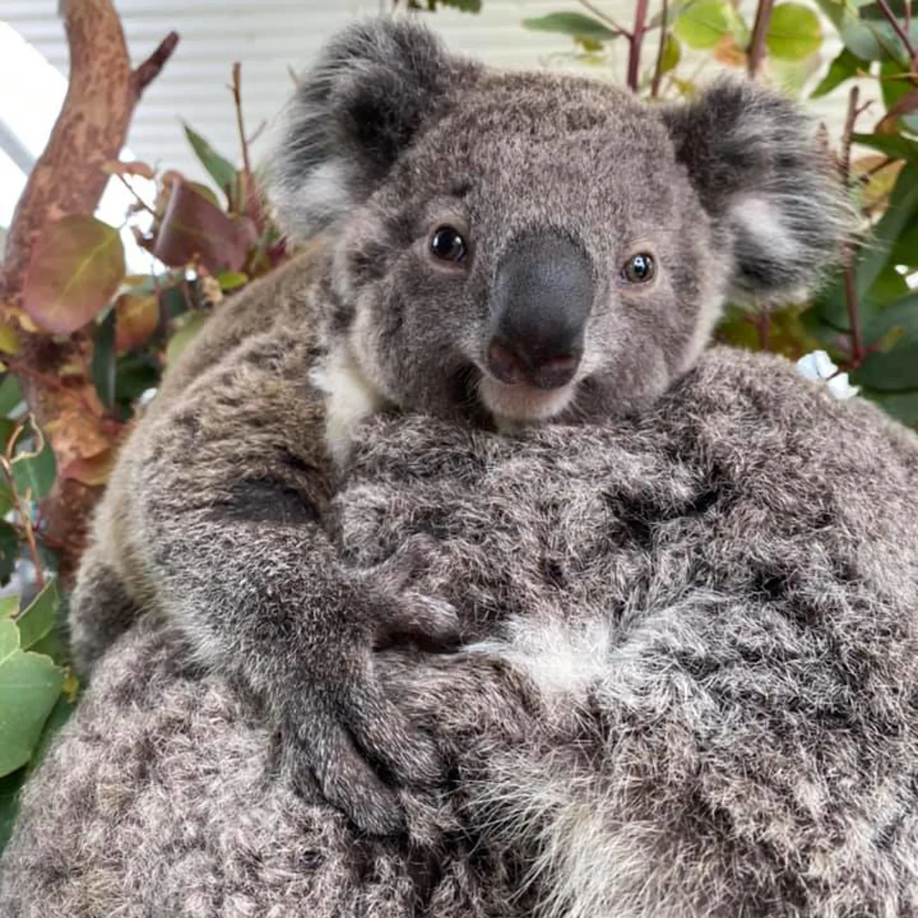 Meet Our Cute And Cuddly Koalas | WILD LIFE Sydney Zoo