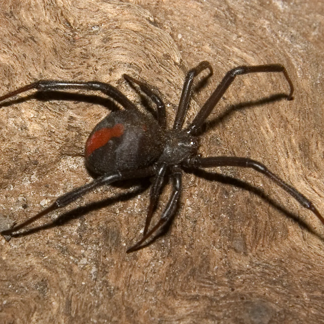 Spiders | WILD LIFE Sydney Zoo