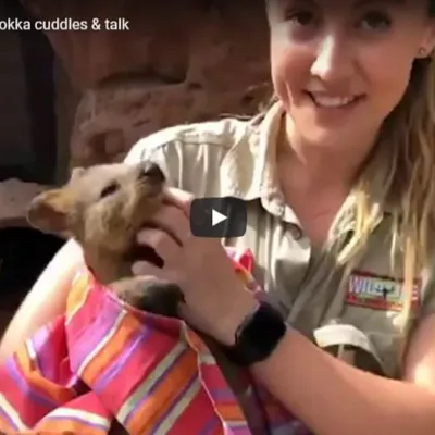 Watch Our Animal Live Stream | WILD LIFE Sydney Zoo