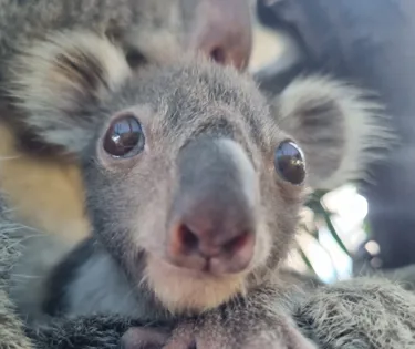 First Koala Joey Of The Year Needs A Name | WILD LIFE Sydney Zoo