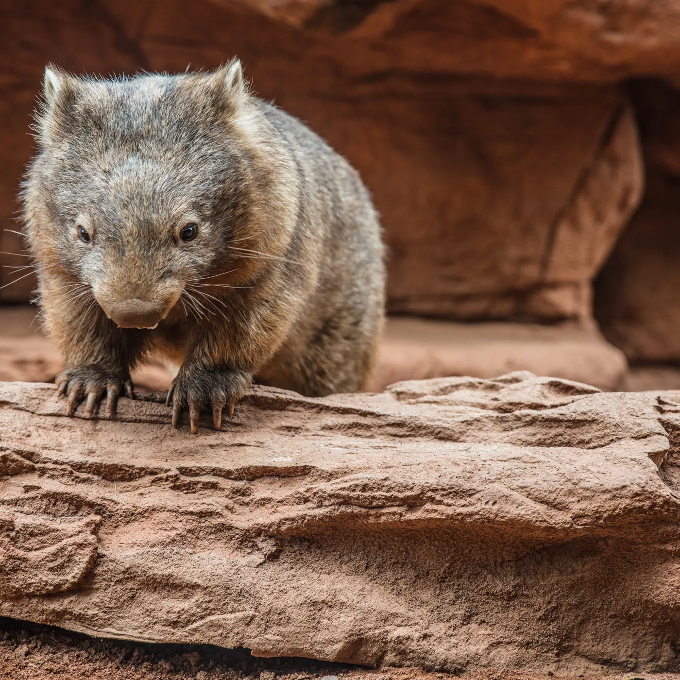 Meet Ringo The Bare-nosed Wombat | WILD LIFE Sydney Zoo